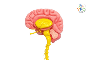 The brain in your hand model - Victorian Parents Council
